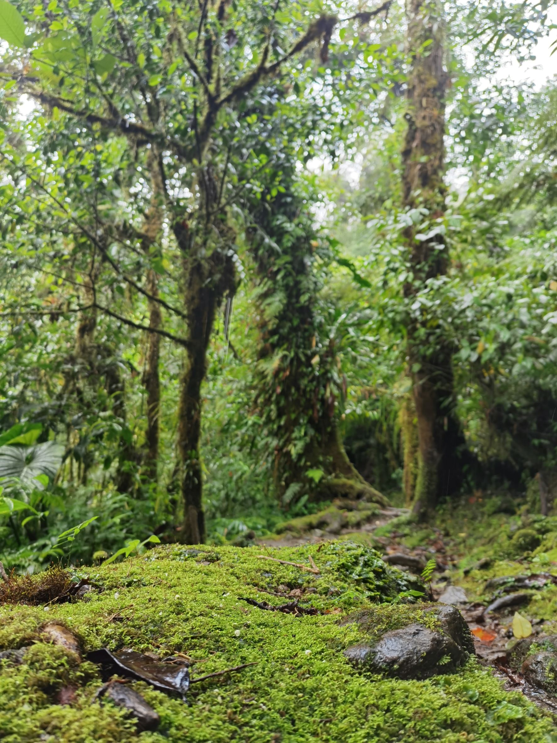 Parque Nacional Tapantí | ModoViajeroCR